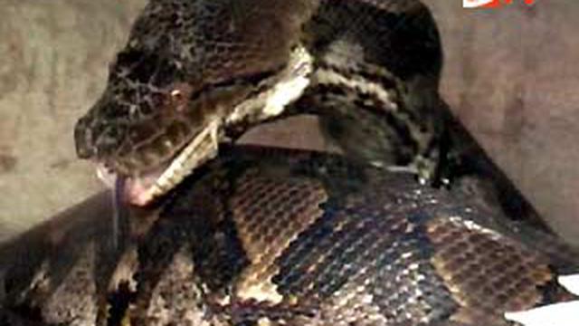 Hati Ular Phyton Bisa Obati Jantung - Health Liputan6.com