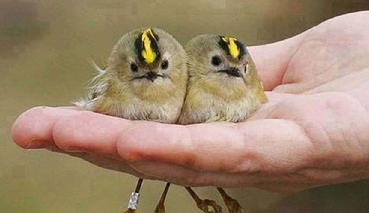 Potret Manis Anak Burung Super Cute Dan Mengagumkan - Photo Fimela.com