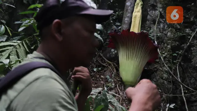 Pesona Bunga Langka Amorphophallus dan Raflesia di Ekowisata Batu Katak ...