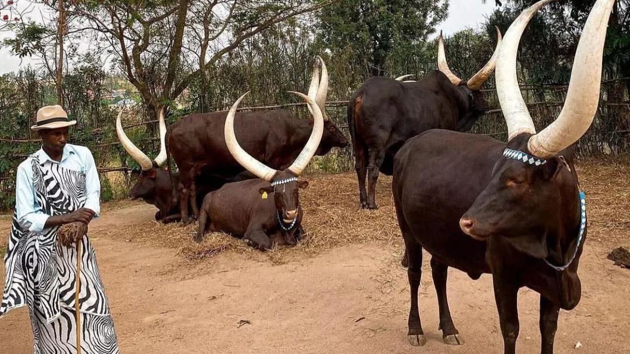 6 Fakta Menarik Rwanda, Negara Afrika yang Dijuluki Tanah Seribu Bukit