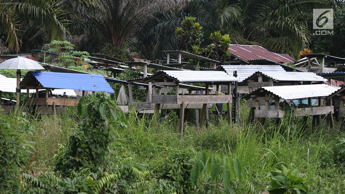 FOTO: Melihat Dango Subur, Tradisi Unik Penguburan di Kalimantan - Foto ...