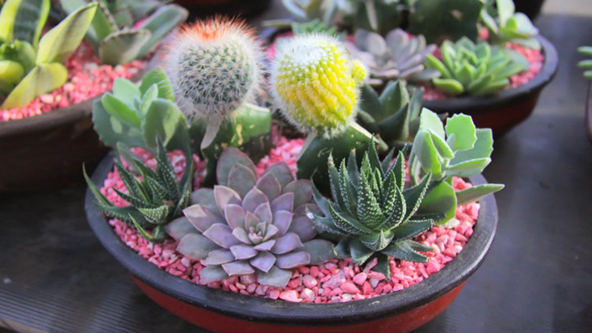 6 Jenis Sukulen yang Mudah Dirawat sebagai Tanaman Hias - Lifestyle ...