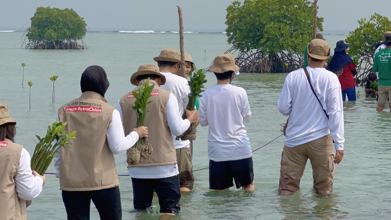 PetroChina Donasi 5.000 Mangrove Buat Kepulauan Seribu