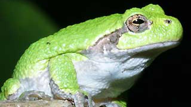 Kulit Kodok Bisa Jadi Obat Kanker? - Health Liputan6.com