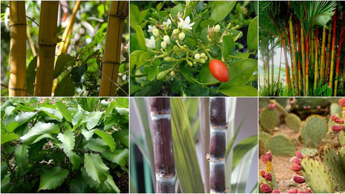 7 Tanaman Yang Bisa Menangkal Santet