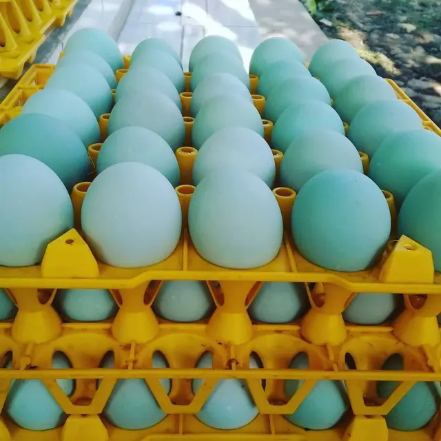 8 Cara Membuat Telur Asin yang Mudah dan Enak, Banyak Rasa - Hot ...