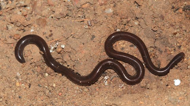 Apakah Ular Kawat Berbahaya? Simak Fakta Ilmiah Reptil Mungil Mirip Cacing