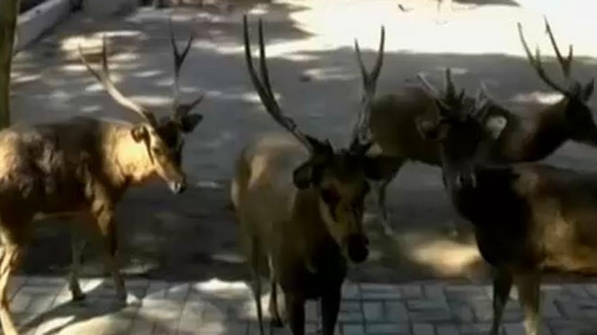 Luka di Tanduk, Rusa Timor di Kebon Binatang Surabaya Mati