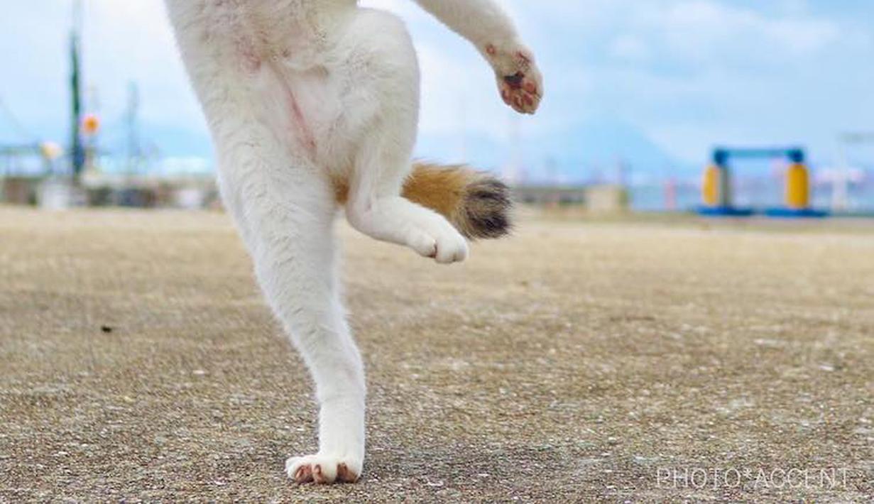 Menakjubkan, Kucing-Kucing Ini Seakan Sedang Latihan Bela Diri - Photo ...