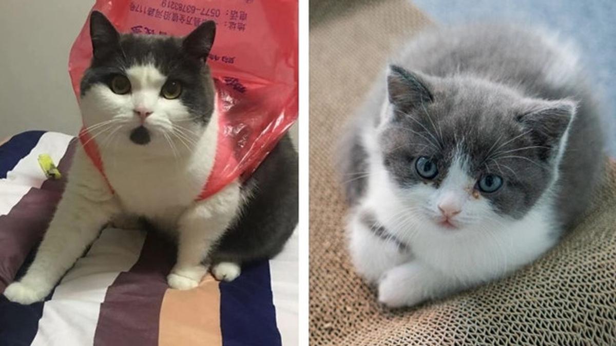 Kucing Kesayangan Mati, Pria Ini Habiskan Rp 500 Juta untuk Kloning ...