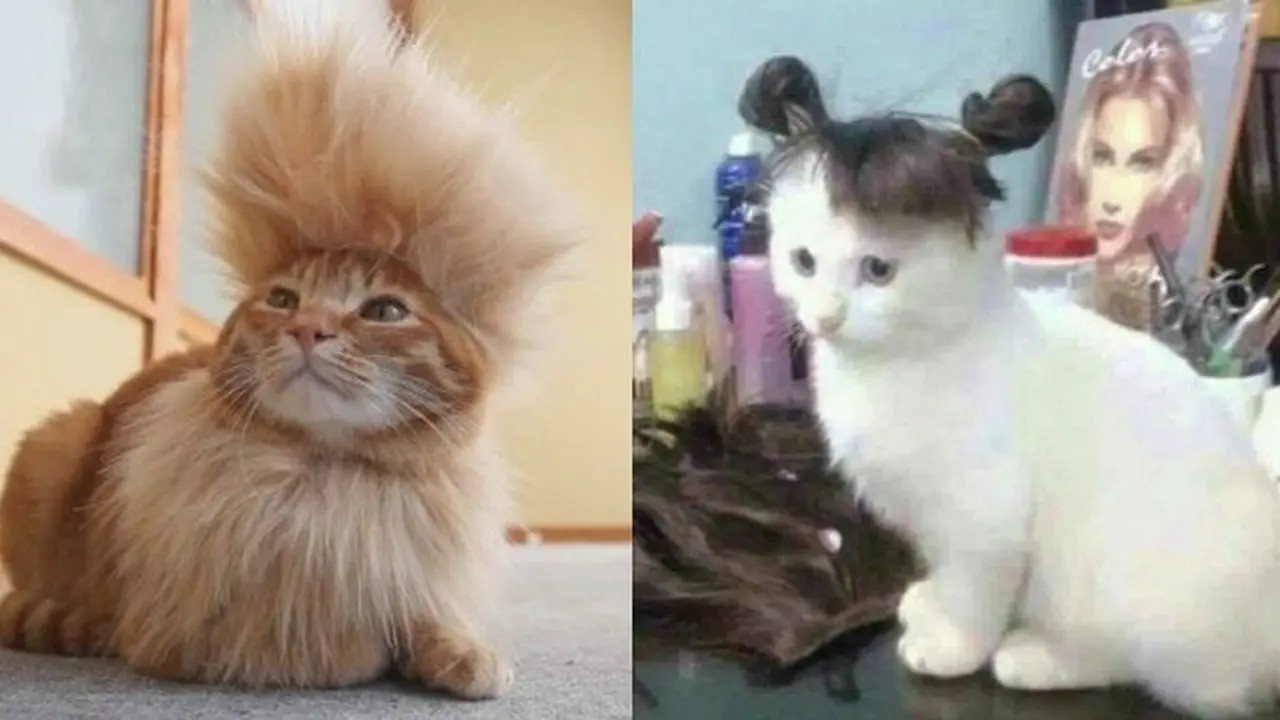 Tak Kalah Trendi, Ini 6 Gaya Rambut Kucing yang Bikin Ngakak