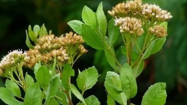 Mengenal Daun Beluntas, Salah Satu Bahan Jamu Madura untuk Melancarkan ...
