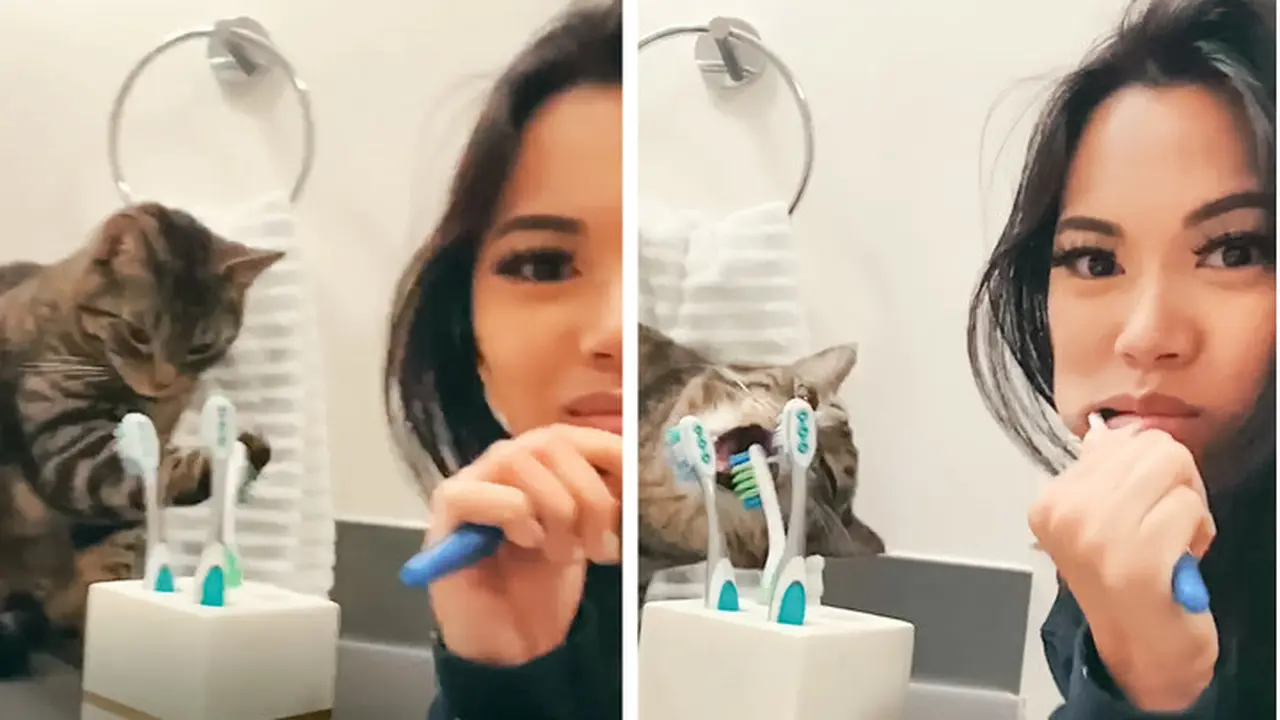 8 Fakta Unik Gigi Kucing, Salah Satunya Sudah Tumbuh Usai 2 Minggu ...