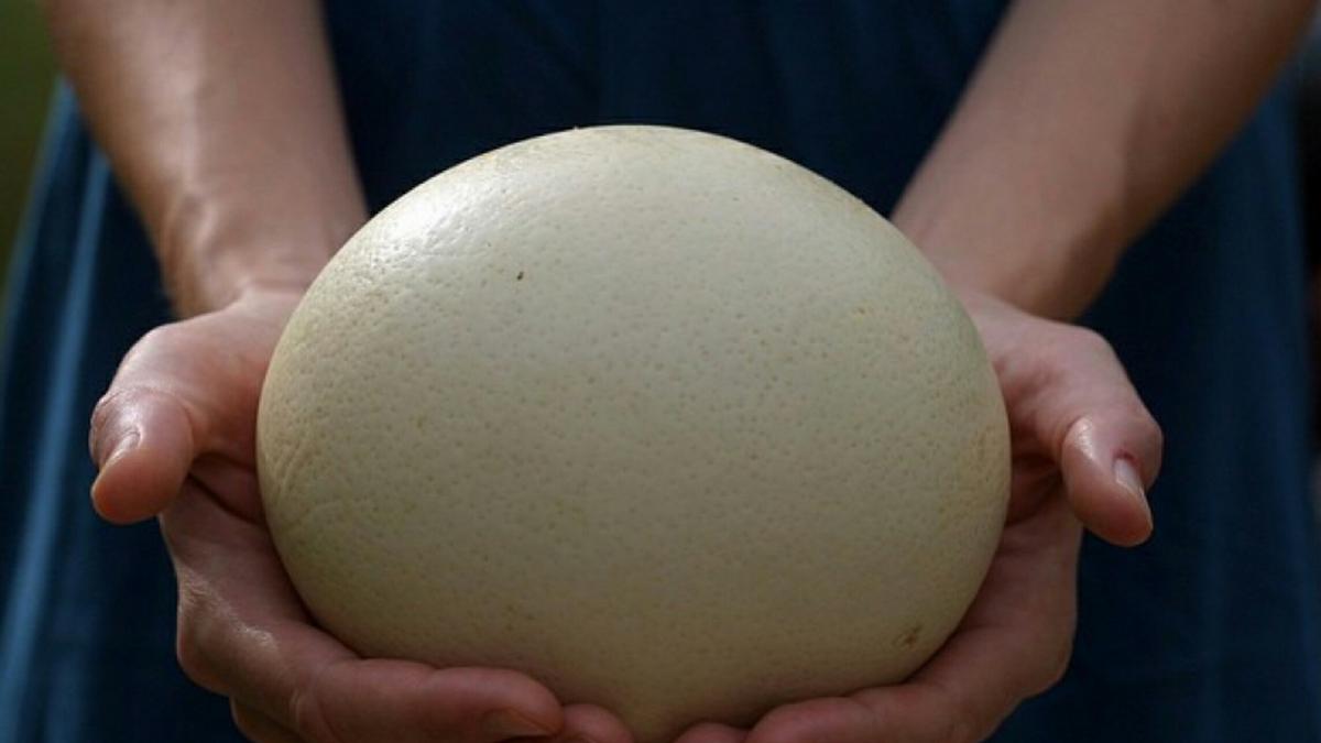 Unik, Restoran ini Menyajikan Menu Telur Burung Unta - Citizen6 ...