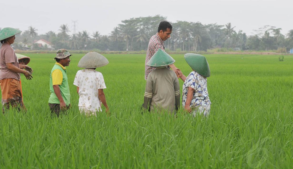 Jokowi Ladeni Curhatan Petani di Sawah - Foto Liputan6.com