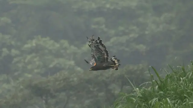 Ragil Si Elang Jawa Kini Terbang Bebas di Langit Gunung Halimun Salak ...