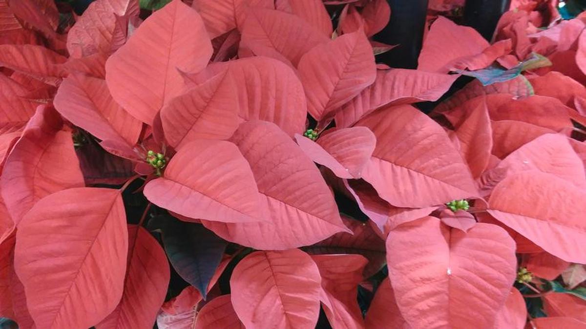 Asal Mula Bunga Kastuba Disebut Bunga Natal - Lifestyle Liputan6.com