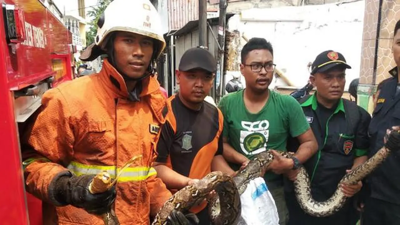 5 Potret Perjuangan Petugas Damkar Evakuasi Ular Masuk Rumah Warga ...