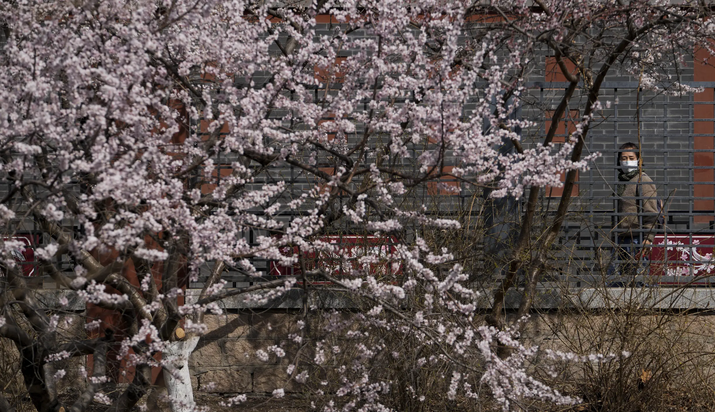 Saat Bunga Sakura Bermekaran di China - Foto Liputan6.com