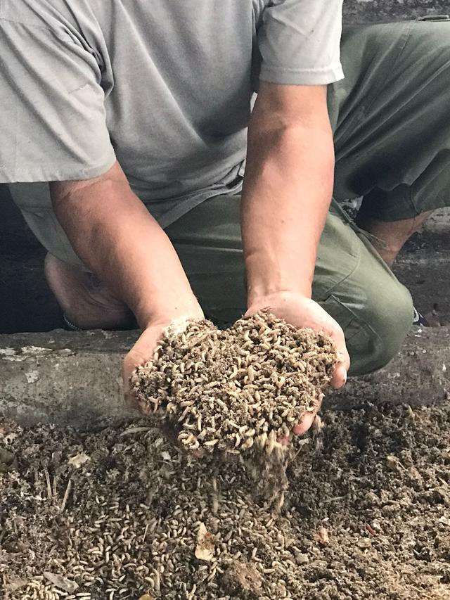 Maggot adalah Larva yang Kaya Manfaat, Cara Budidaya, dan Keuntungannya