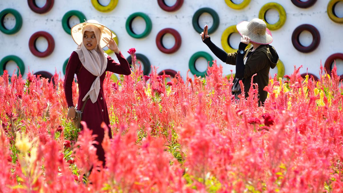 FOTO: Terpikat Keindahan Taman Bunga Celosia di Banda Aceh - Foto ...