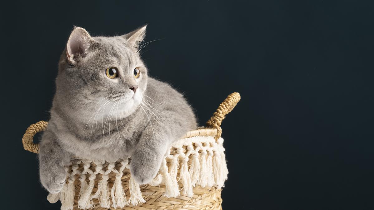 70 Nama Kucing Jantan Bahasa Arab yang Bisa Dijadikan Referensi