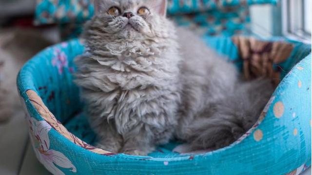 Gemas Banget, 9 Ras Kucing Ini Punya Kaki yang Pendek - Citizen6 ...
