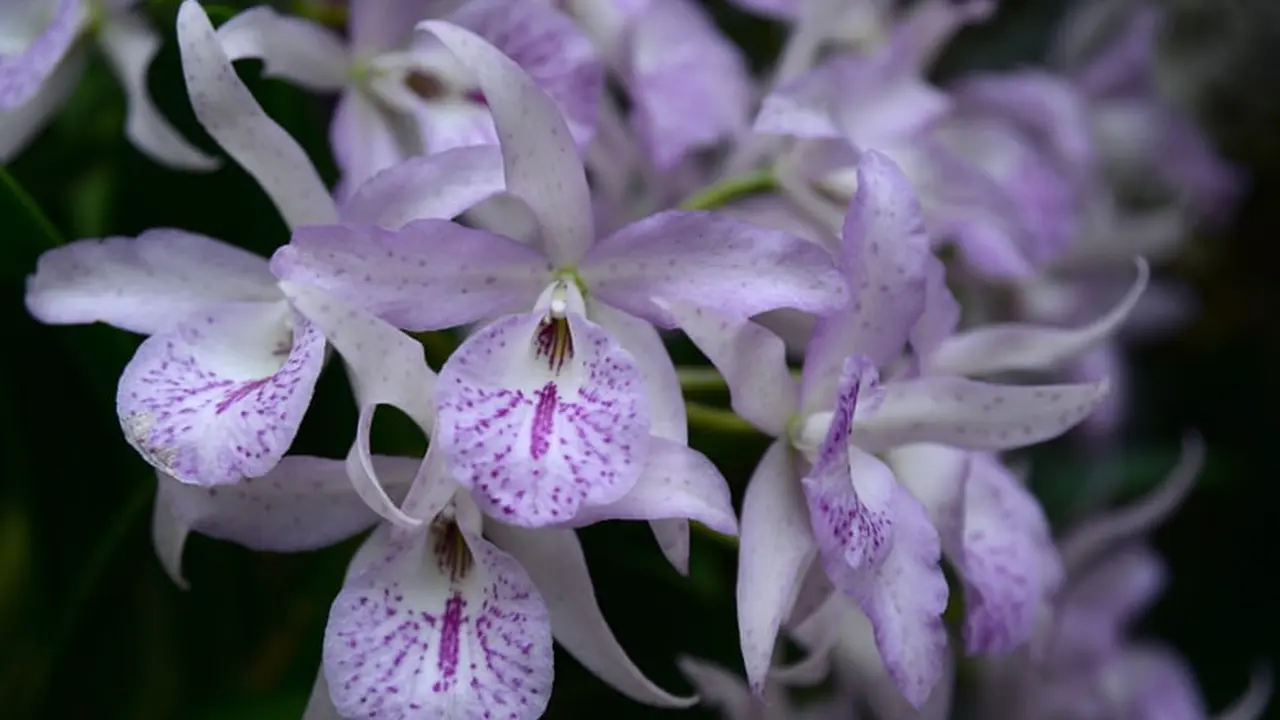 6 Fakta Menarik Gunung Liangpran di Kalimantan Timur yang Kaya Ragam ...