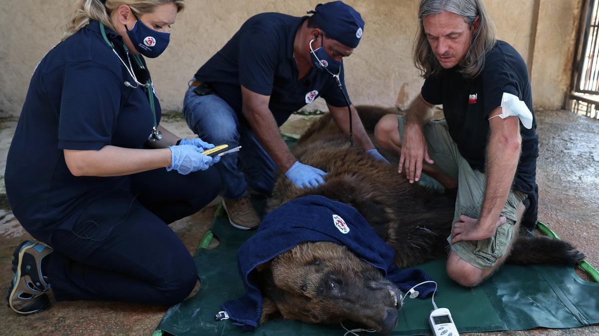 FOTO: Menyelamatkan Beruang Cokelat dari Krisis yang Melanda Lebanon ...