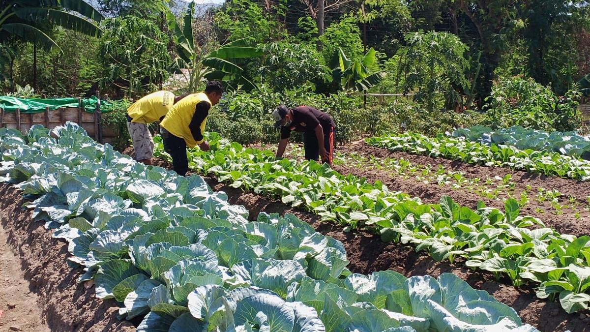 Cerita Sukses Warga Binaan Rutan Kelas IIB Maumere Sulap Lahan Tidur ...