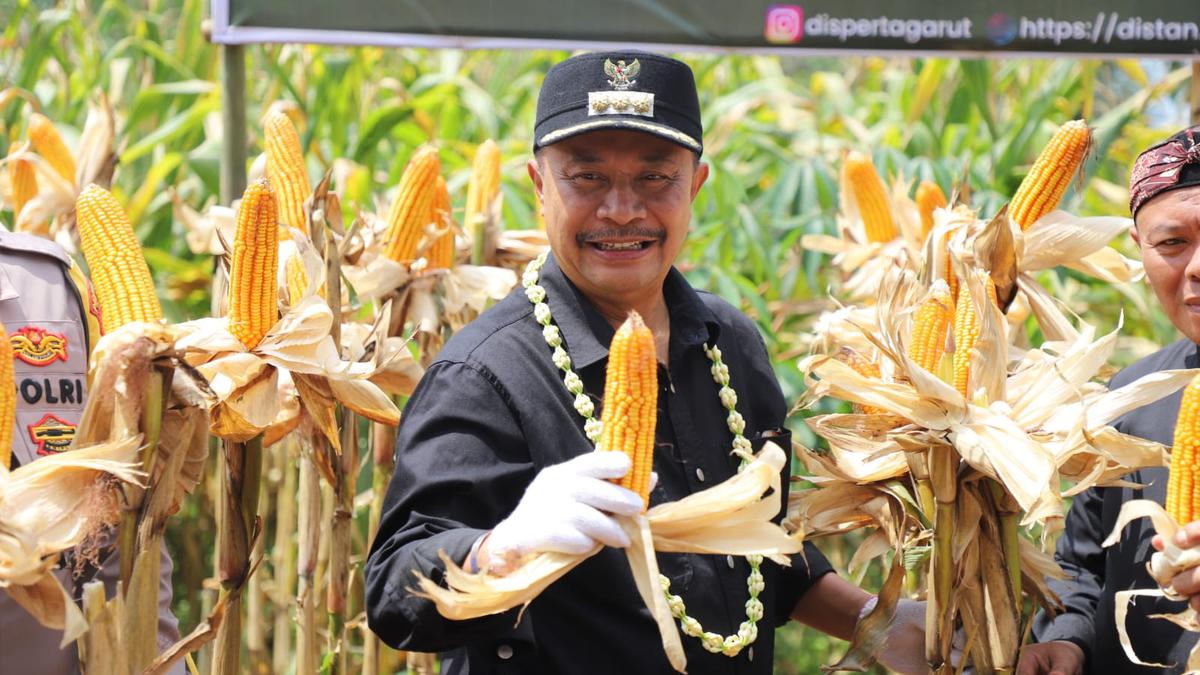 Target Garut Jadi Raja Sentra Produksi Jagung Hibrida di Jawa Barat ...
