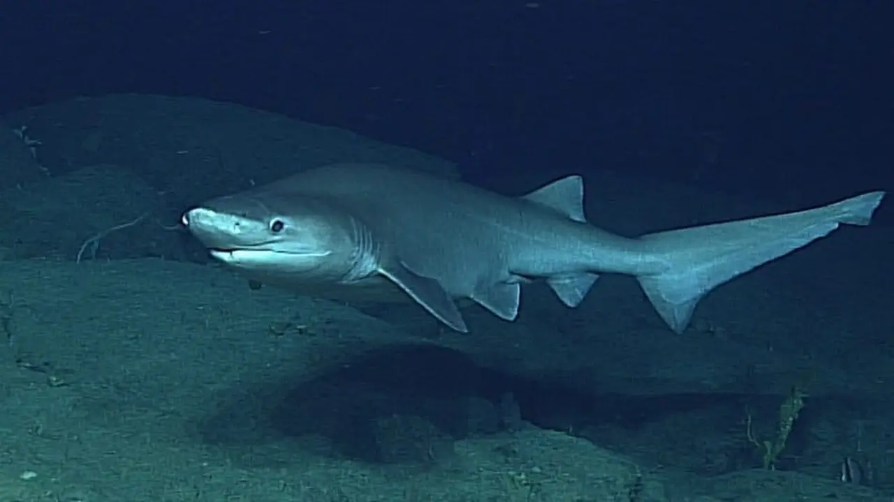 Inilah 10 Spesies Hiu Terbesar di Dunia, Ternyata Urutan Pertama Bukan ...