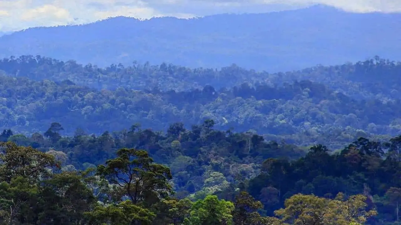 6 Fakta Menarik Gunung Lumut di Kalimantan Timur, Surga Lumut Dunia ...