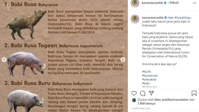 6 Jenis Babi Endemik di Indonesia, Termasuk yang Dilindungi - Lifestyle Liputan6.com