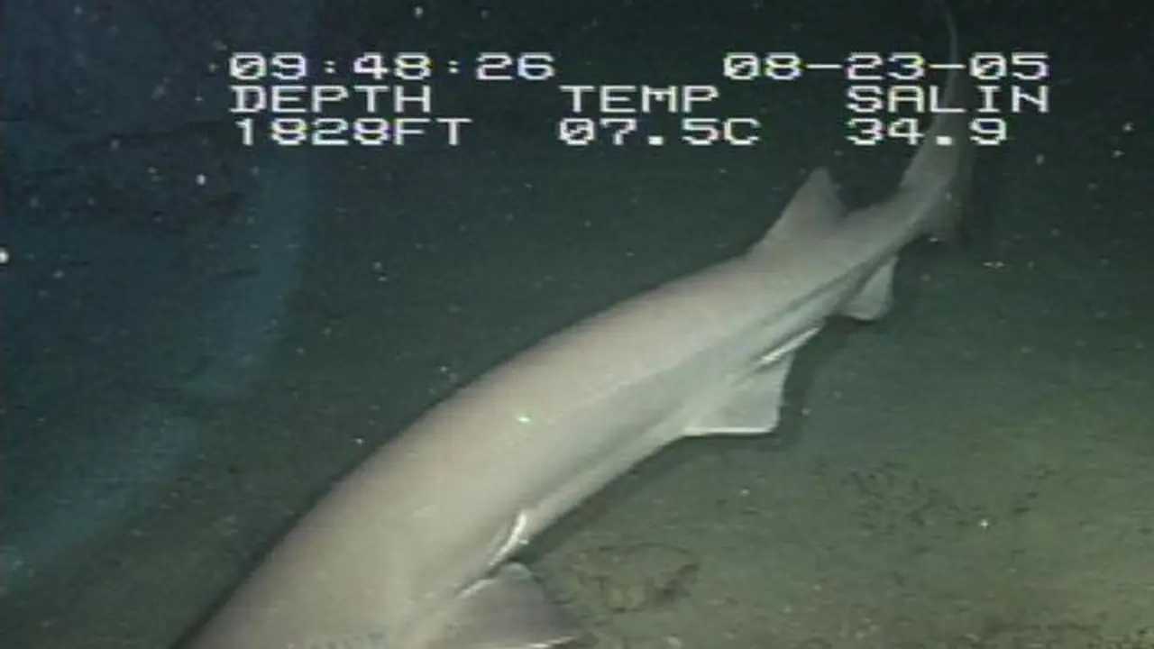 10 Spesies Hiu Laut Dalam yang Menakjubkan dan Jarang Ditemui ...