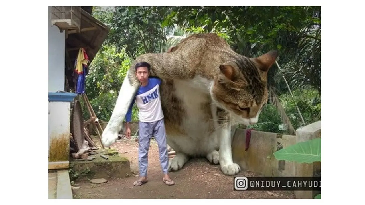 5 Editan Foto Kucing Raksasa Ini Kocak Banget - Hot Liputan6.com