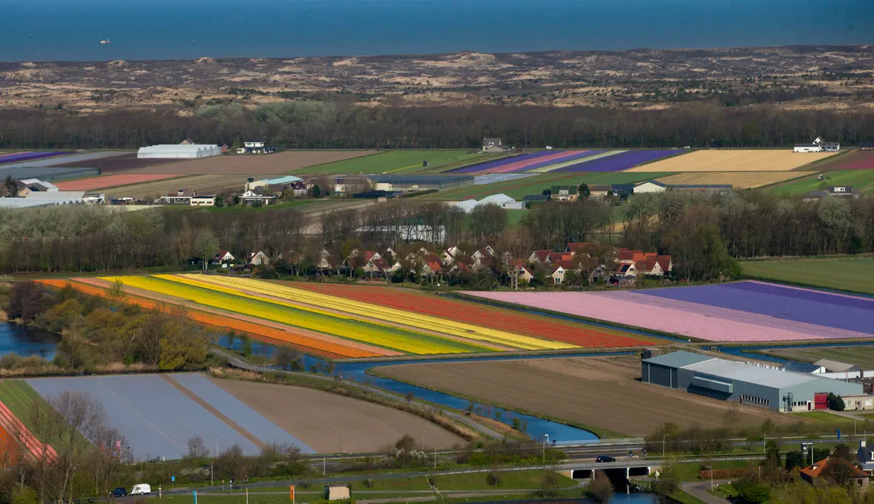 FOTO: Terpesona Warna-warni Ladang Bunga Tulip di Belanda - Foto ...
