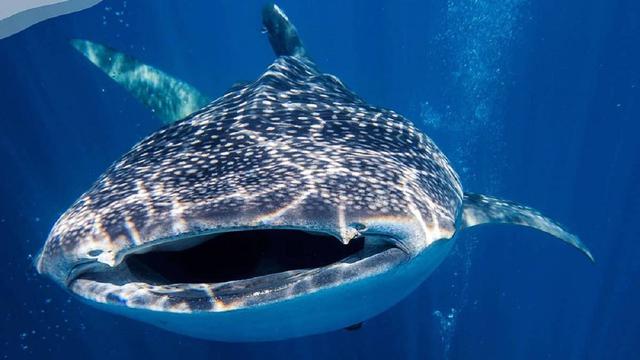 Taman Nasional Teluk Cenderawasih, Rumahnya Para Hiu Paus - Lifestyle ...