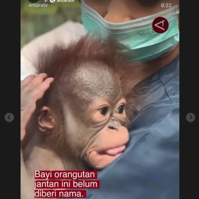 Bandung Zoo Buka Seleksi untuk Jadi Orangtua Asuh Bayi Orangutan Berusia 2 Bulan - Lifestyle ...