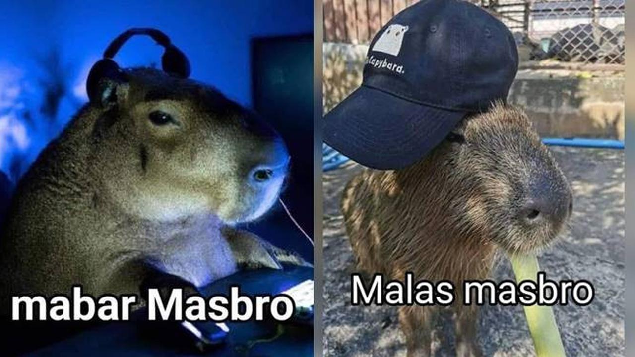 7 Meme Kocak Hewan Kapibara yang Dijuluki Mas Bro oleh Netizen Ini Imut