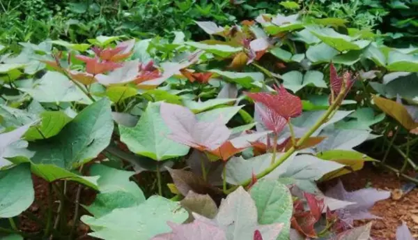 Ciri-Ciri Digigit Tungau: Kenali Tanda dan Gejalanya - Feeds Liputan6.com