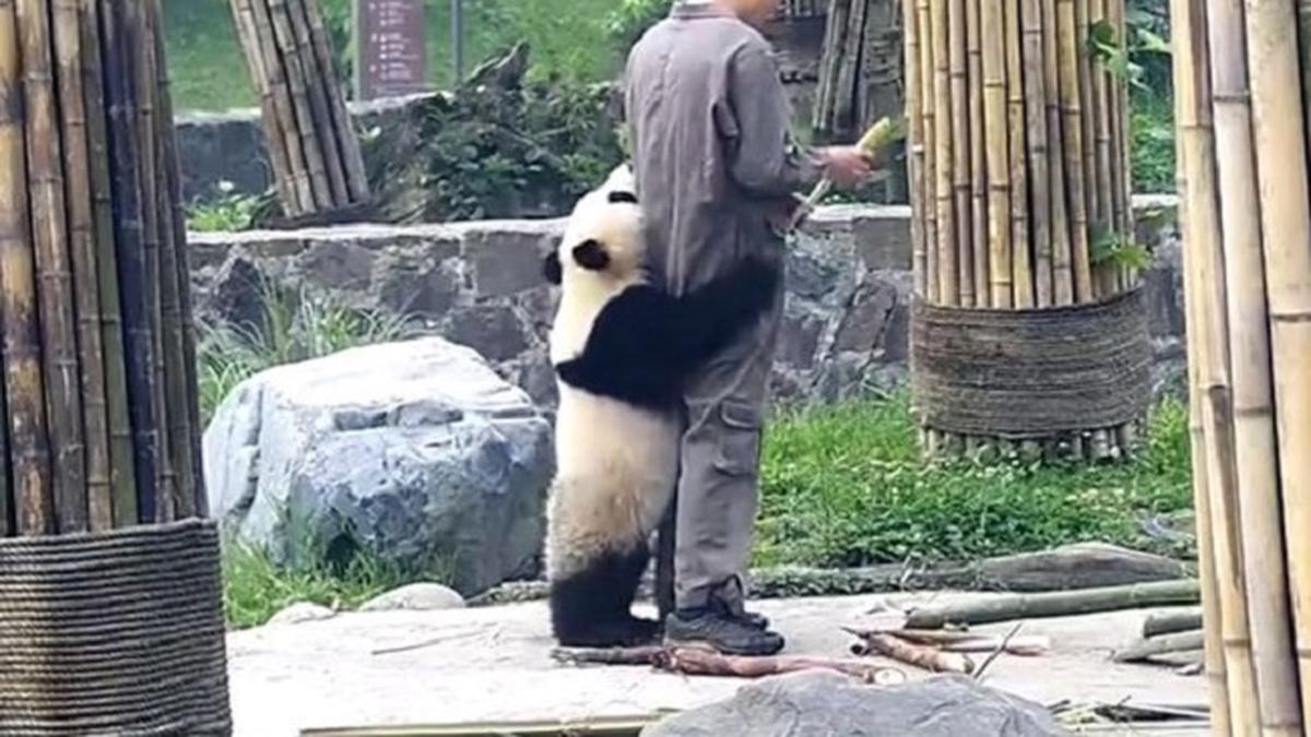 Usil, Mogok Makan Siang, Bayi Panda Ini Malah Peluk Pengasuhnya