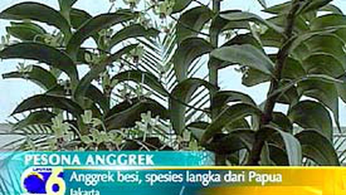 Anggrek Besi, Spesies Langka Asal Papua