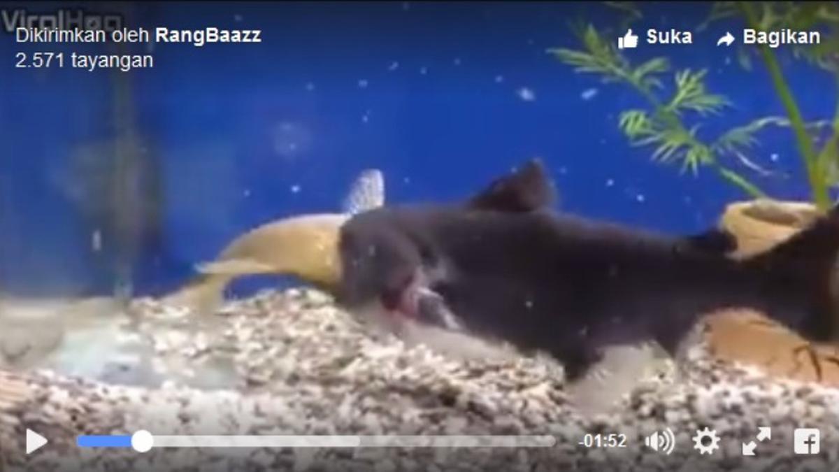 Seram, Ikan Ini Mampu Telan Ikan Lain yang Ukurannya Lebih Besar ...