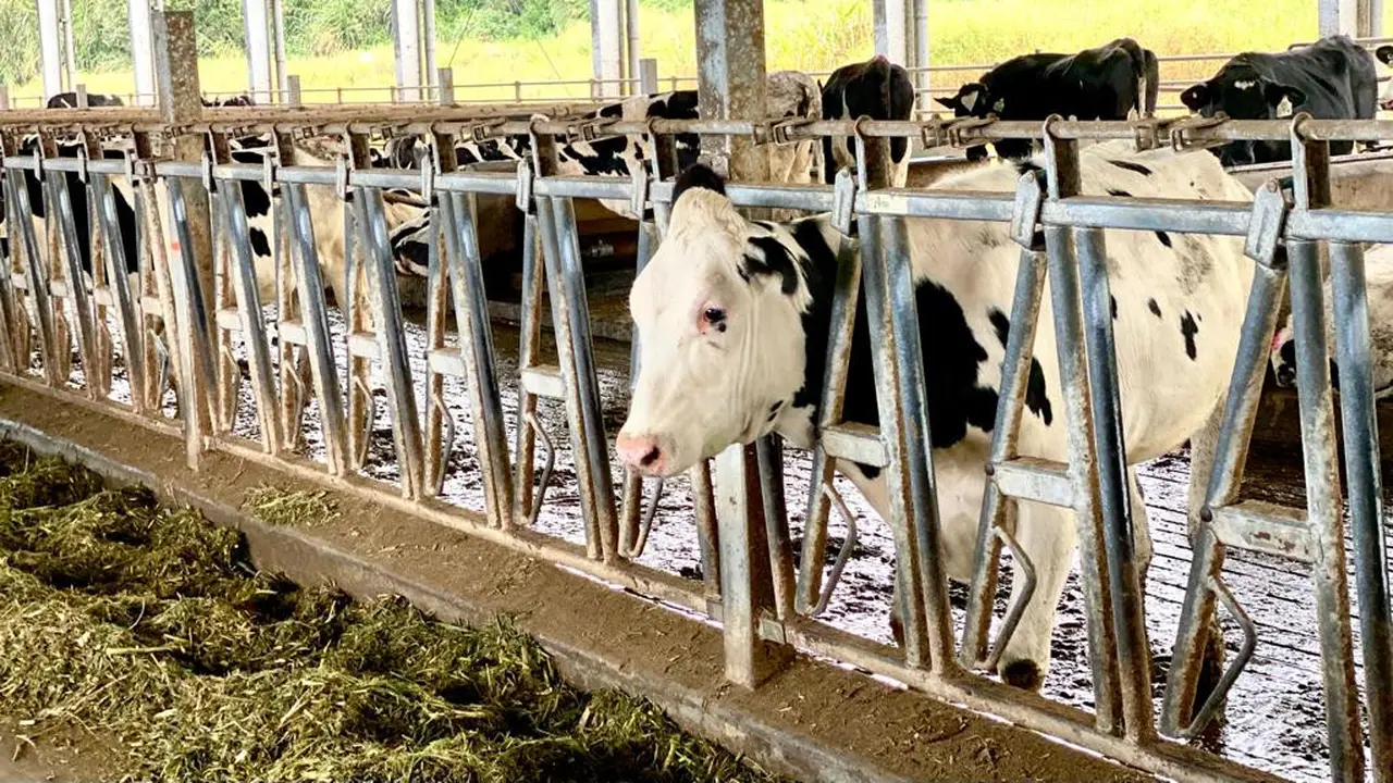Pengelolaan Ternak Sapi Perah yang Optimal, Kunci Produksi Susu ...