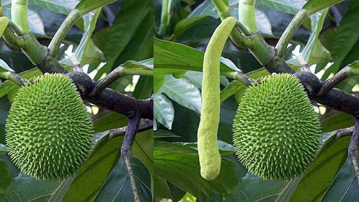 Buah Terap? - Beauty Fimela.com