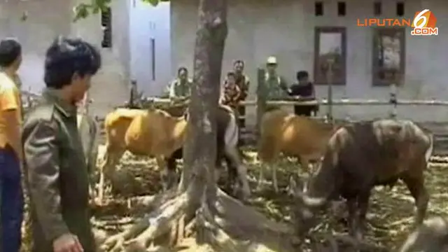 [VIDEO] Awas, Ada Sapi Kurban yang Cacingan & Sakit Mata! - Health ...