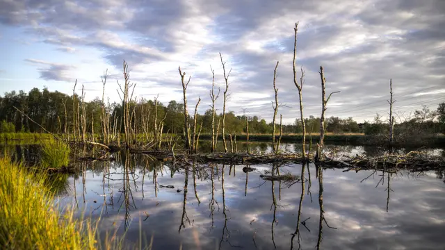 Manfaat Rawa bagi Kehidupan yang Sering Terabaikan - Ragam Bola.com
