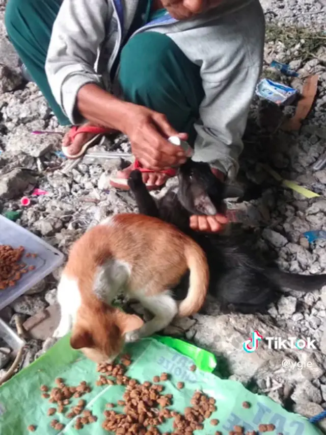 Sosok Pegiat Street Feeding, Sewa Bajaj demi Beri Makan 300 Kucing Jalanan Setiap Hari ...