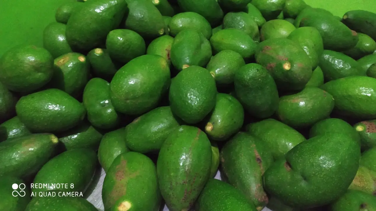 Mengenal Alpukat Super Jumbo Varietas Sindangreret Garut, Dagingnya ...